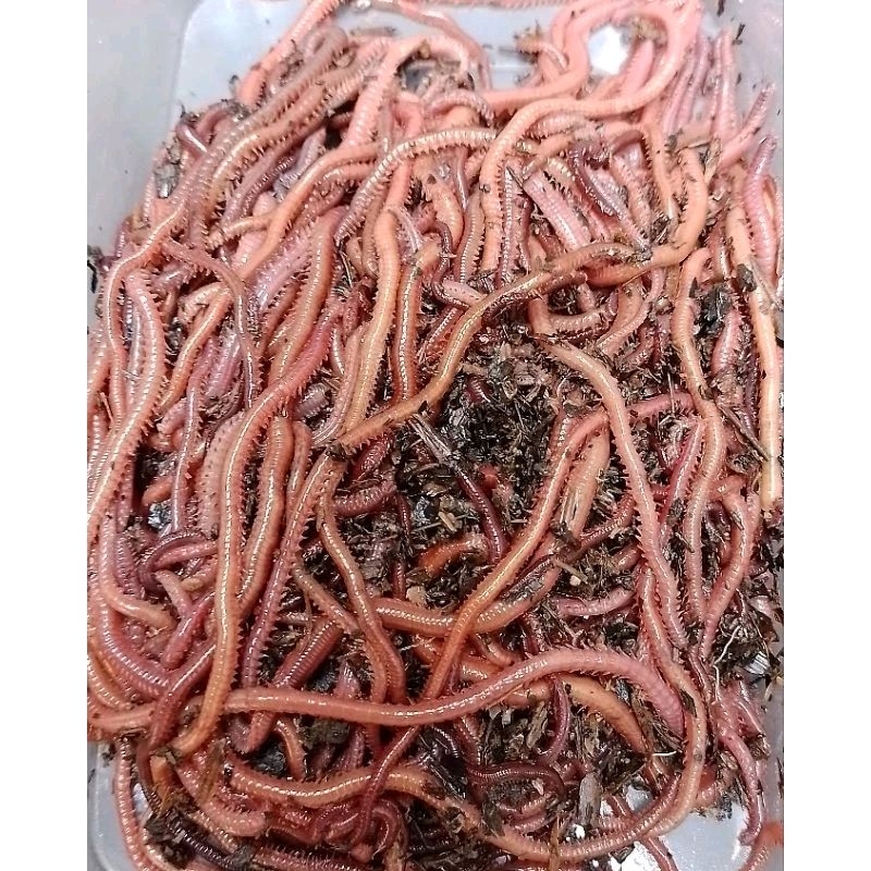 Jual CACING,LAUT,NAGA,MERAH,KEKET.AMIS,LAUT | Shopee Indonesia