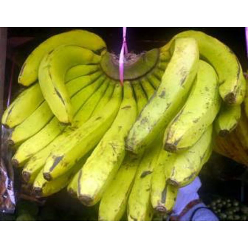 Jual PISANG BUAI/PISANG NANGKA/PISANG KECIL KUNING/PISANG EMAS/PISANG ...