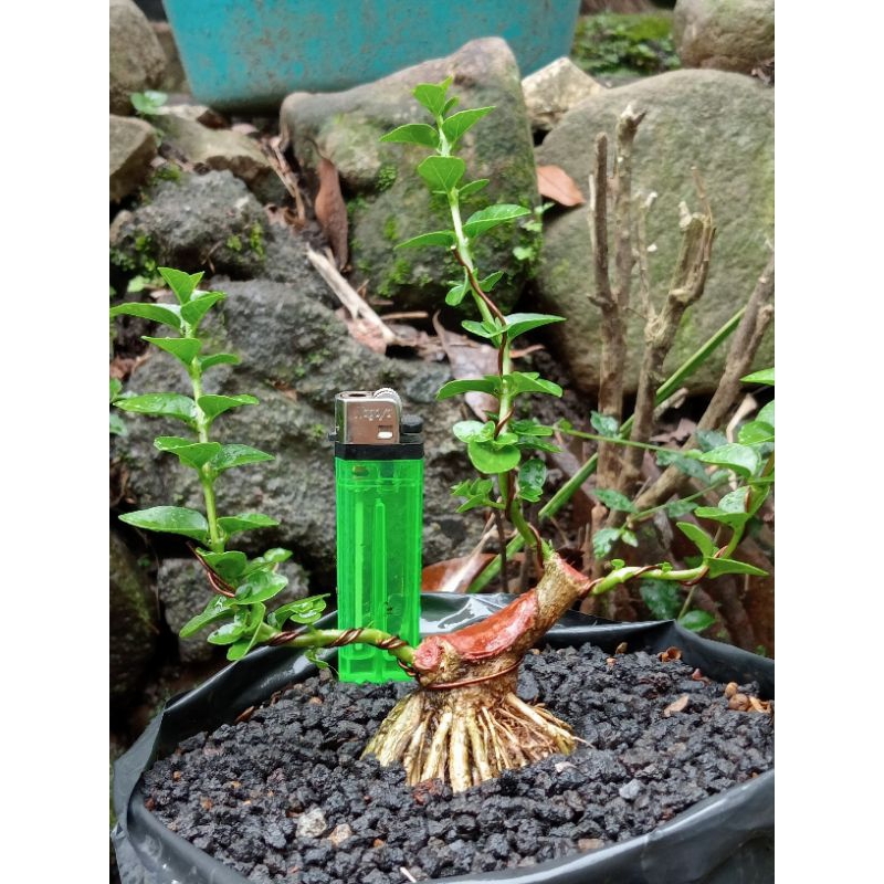 Jual Bahan Bonsai Sancang The Max Prokar Program Akar Realpict Sesuai ...