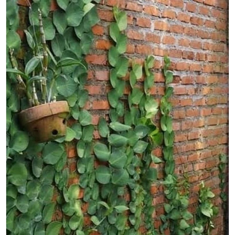 Jual paket 5 polybag dolar daun besar, tanaman merambat dolar daun ...