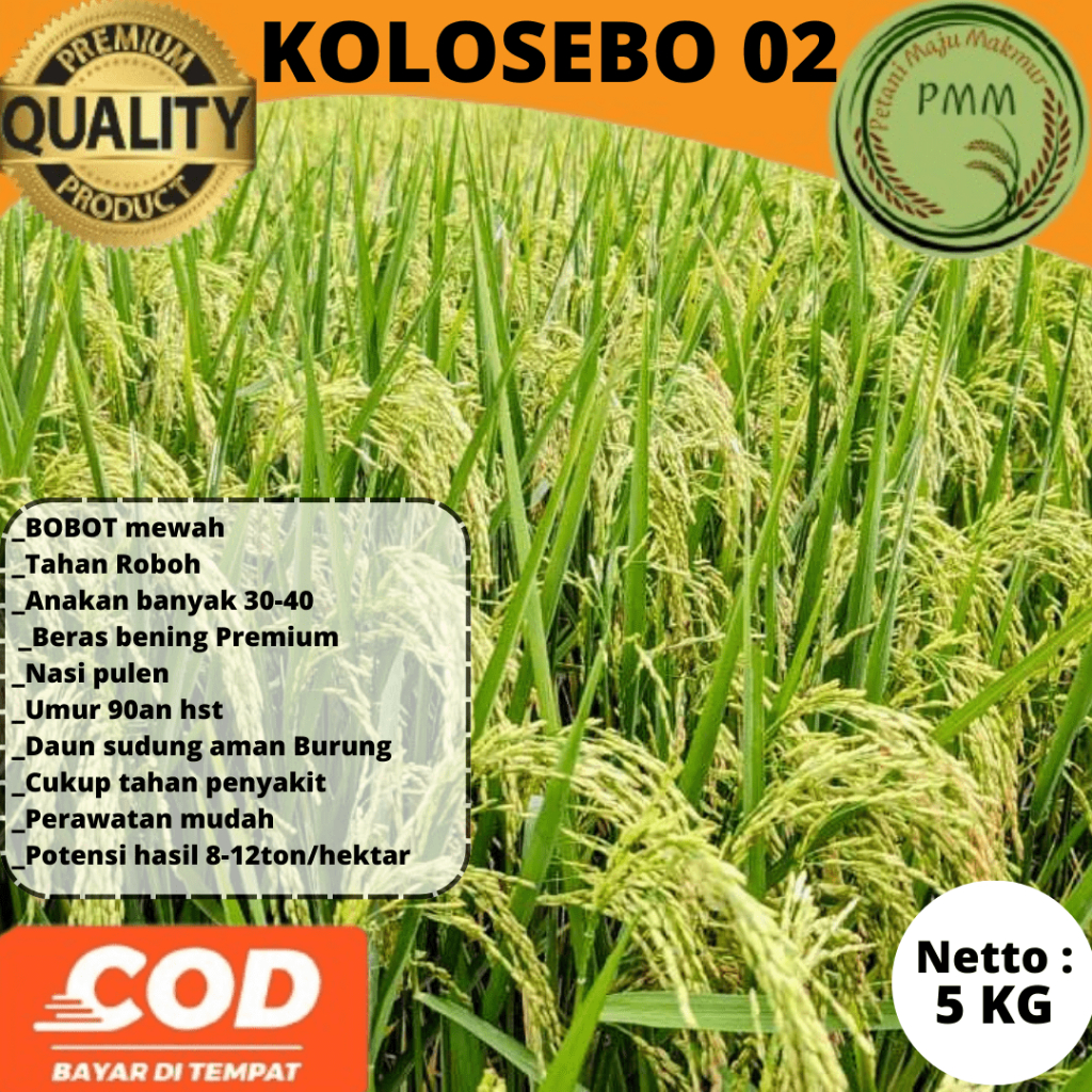Jual Biji Padi Unggul Kolosebo 02 (5KG) | Shopee Indonesia