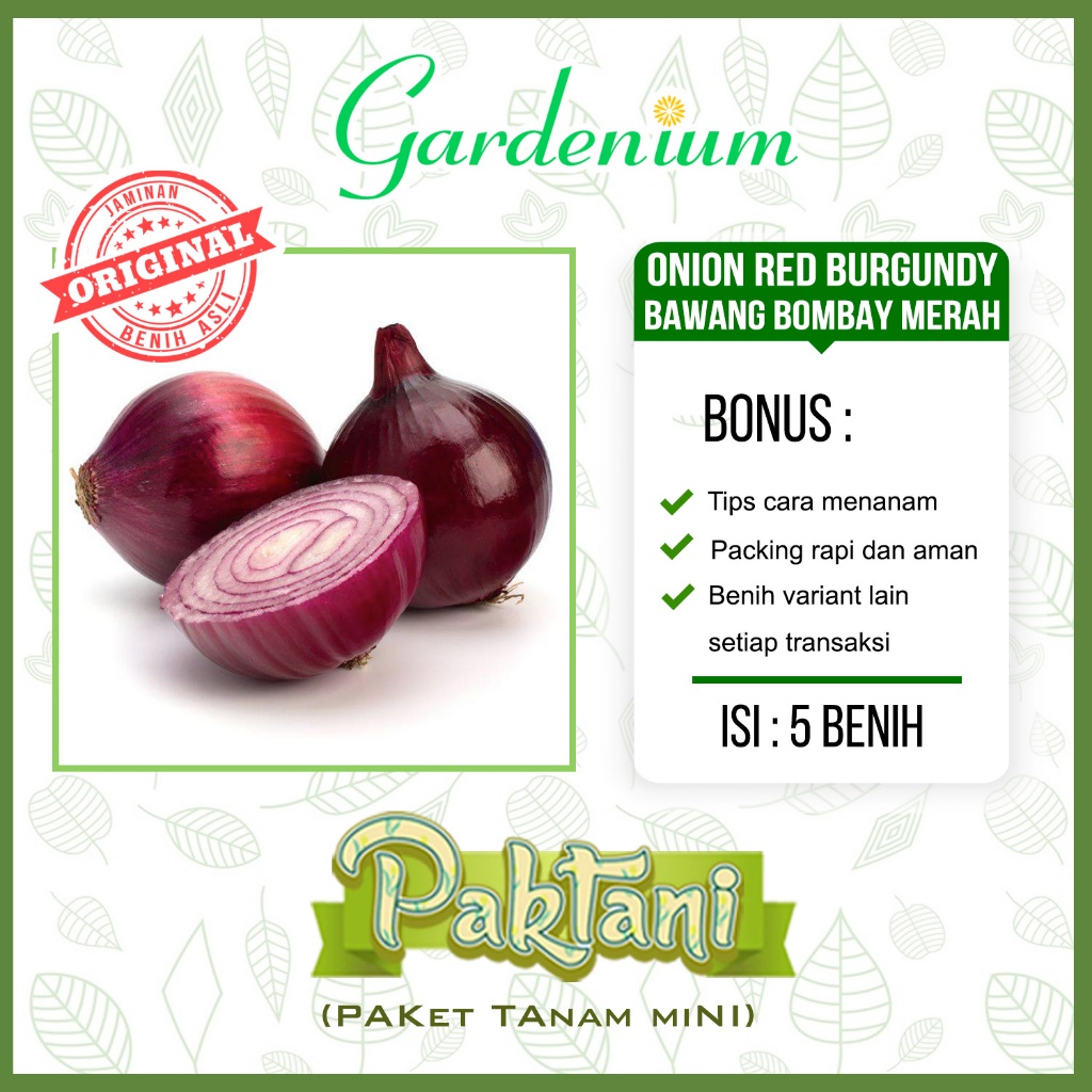Jual 5 Benih Onion Red Burgundy Bawang Bombay Merah Unggul Paktani ...