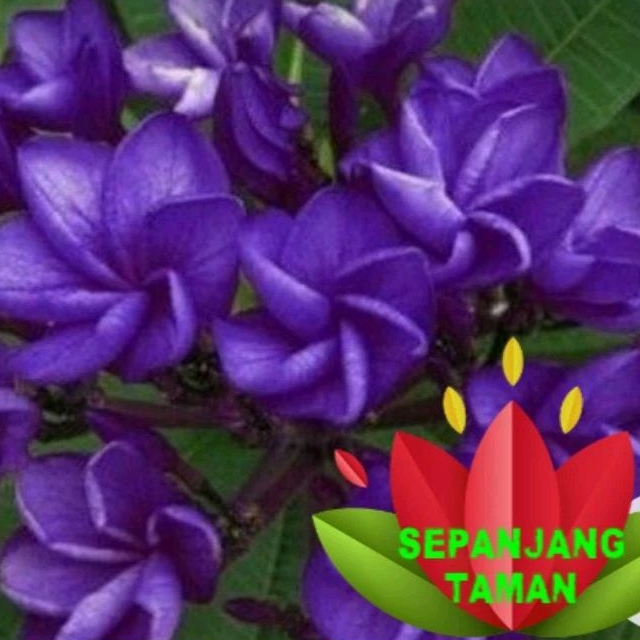 Jual Tanaman Hias Kamboja Bali Bunga Blue Diana Tinggi ± 1 Meter / Stek ...