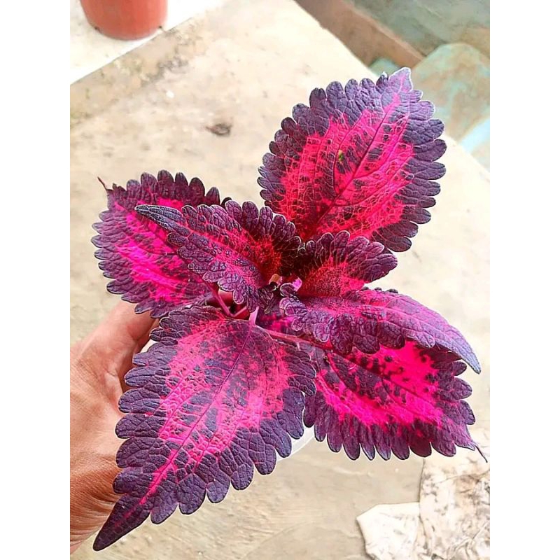Jual miana mutiara berry//miana baru//coleus variasi// | Shopee Indonesia