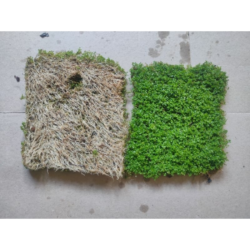 Jual hc Cuba tanaman carpet aquascape | Shopee Indonesia