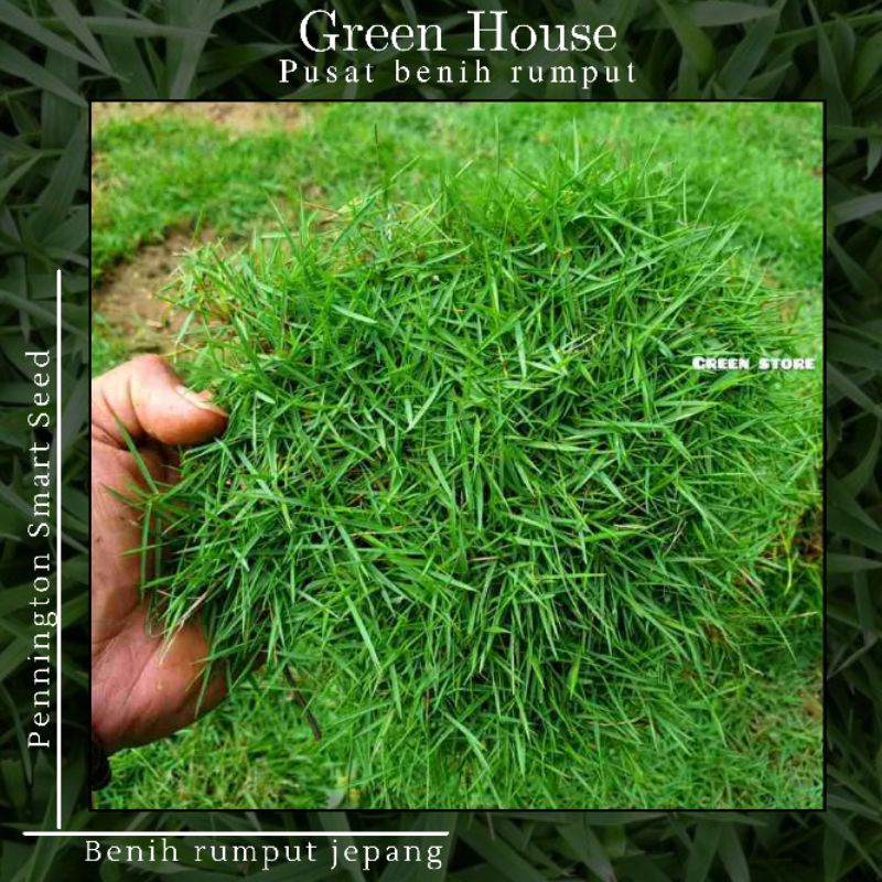 Jual Jual Benih Rumput Jepang - Repack 70 > 100gram - Benih Rumput ...