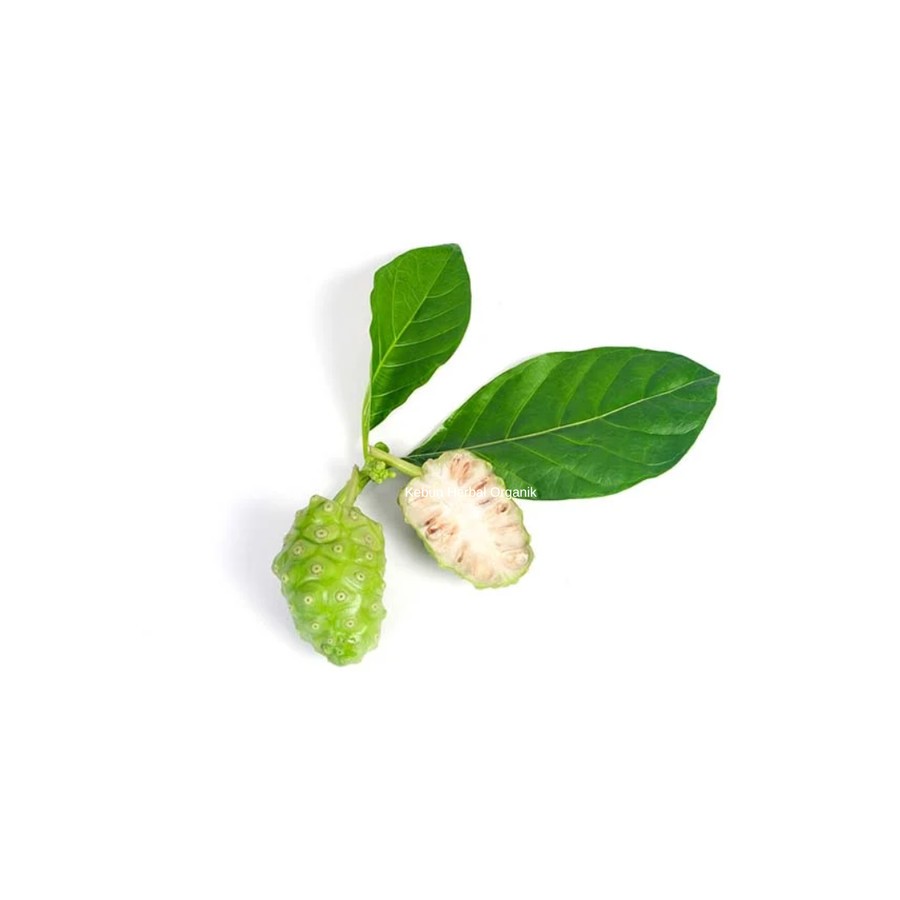 Jual daun mengkudu segar pace noni 1 kg | Shopee Indonesia