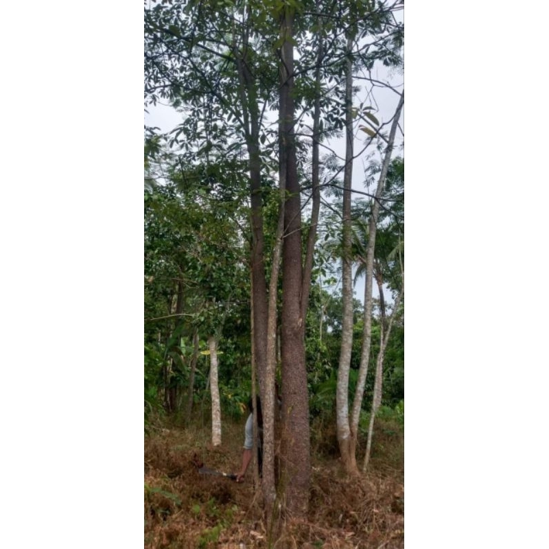 Jual POHON PULE GRUPING SUPER BESAR | Shopee Indonesia