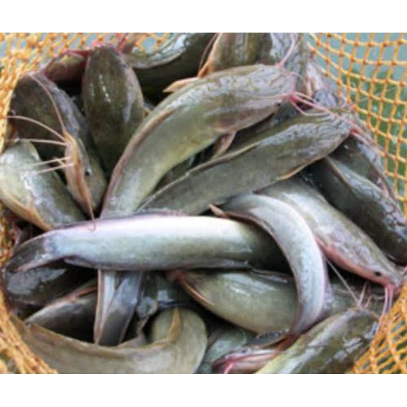 Jual ikan lele segar 1 kg | Shopee Indonesia