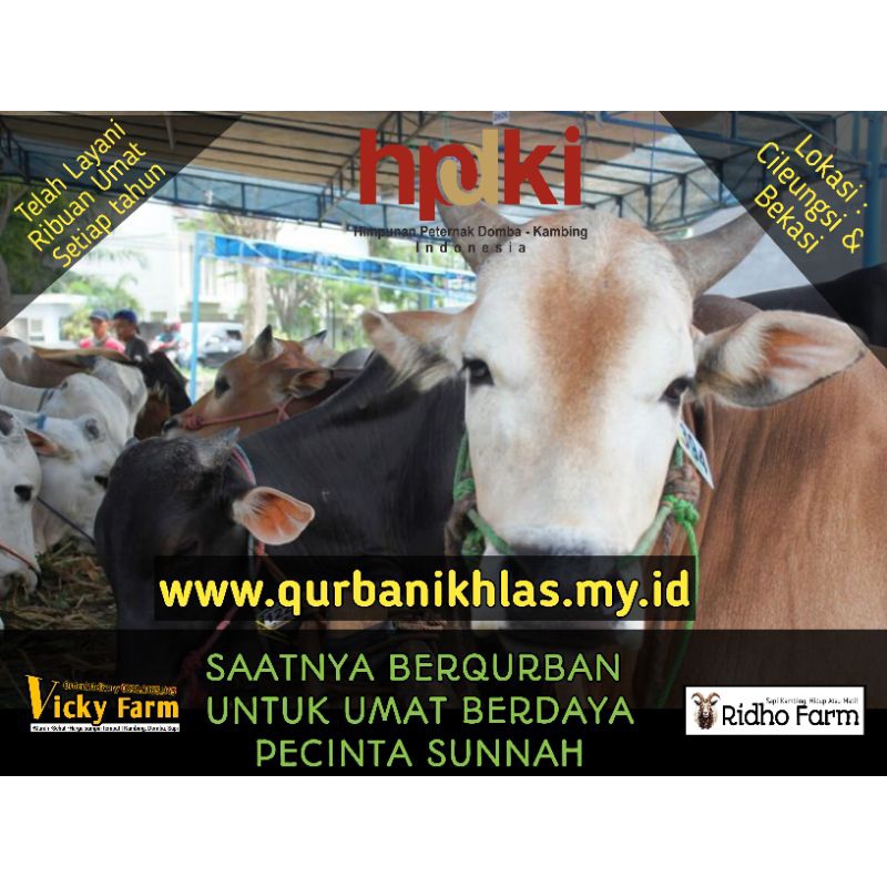 Jual SAPI QURBAN TEBAR KURBAN JABODETABEK | Shopee Indonesia
