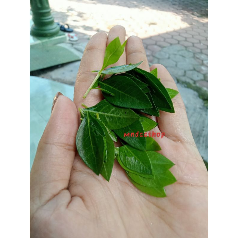 Jual DAUN PACAR KILOAN-HARGA MURCE | Shopee Indonesia