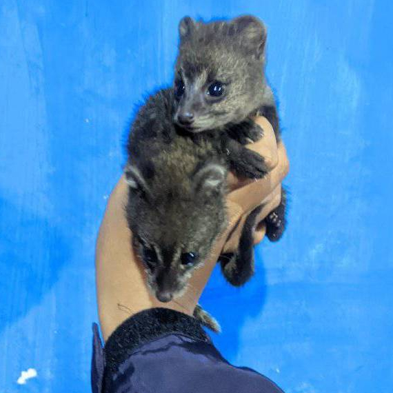 Jual Hewan Adopsi Musang Rase | Shopee Indonesia