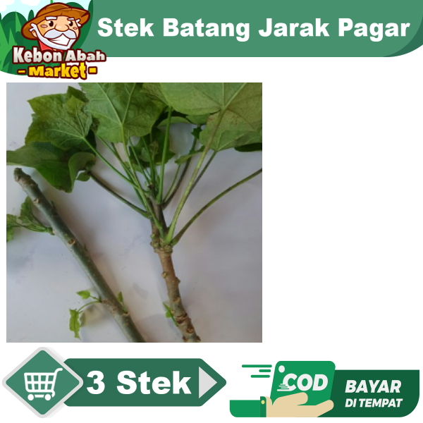 Jual Stek Batang Tanaman Pohon Jarak Pagar Per 3 Pcs | Shopee Indonesia