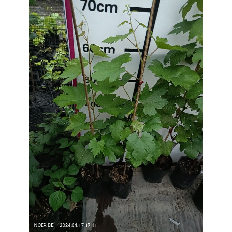 Jual bibit_anggur import tinggi 60-70cm (manis) tersedia 25 jenis ...