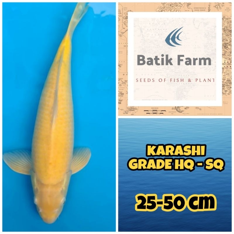 Jual Ikan Koi Karashi - Grade HQ/SQ - Karashi - Koi Jumbo - Koi Blitar ...