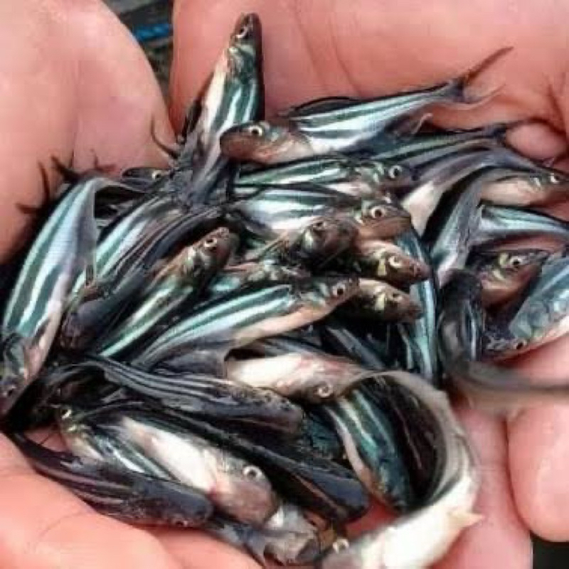 Jual BIBIT IKAN PATIN | Shopee Indonesia