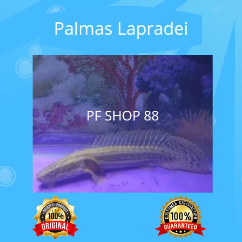 Jual Ikan Hias Palmas Lapradei Top Grade | Shopee Indonesia