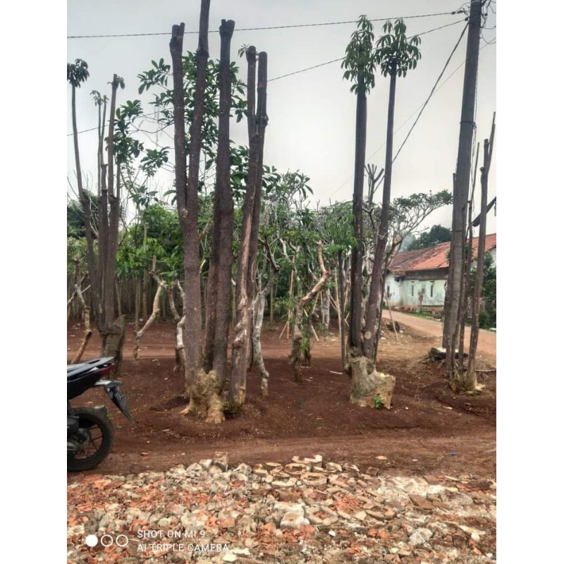 Jual pohon pule 4-5meter groping batang2-3pohon peneduh pule pohon pule ...