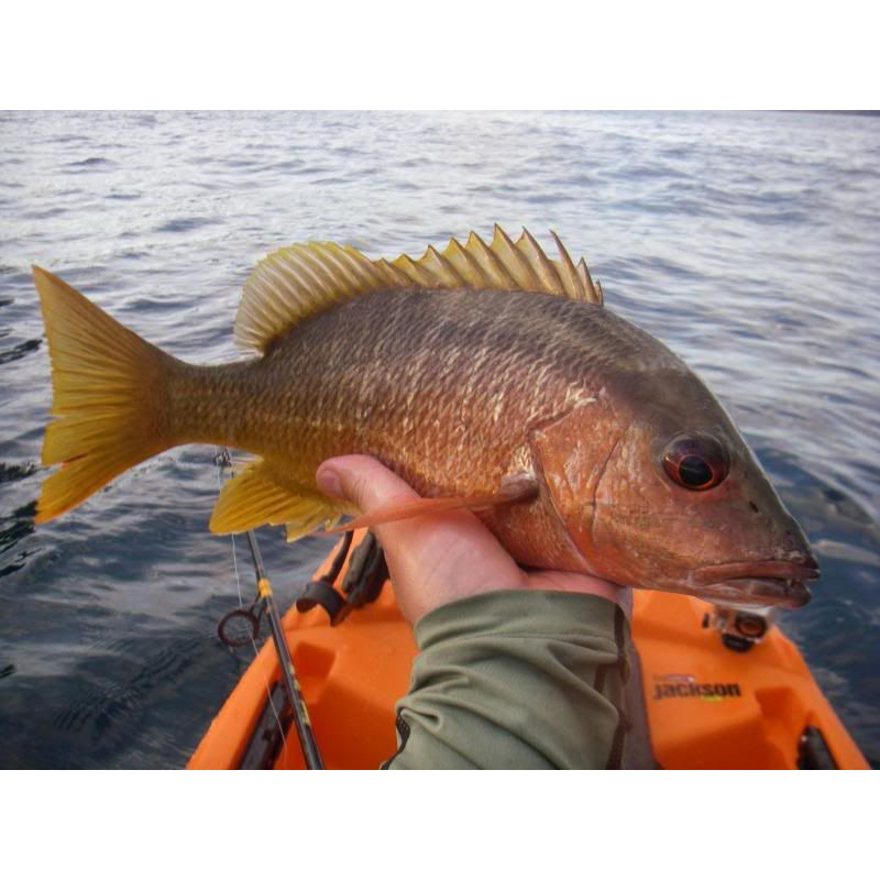 Jual Ikan Mangrove Jack MJ Fresh water | Shopee Indonesia