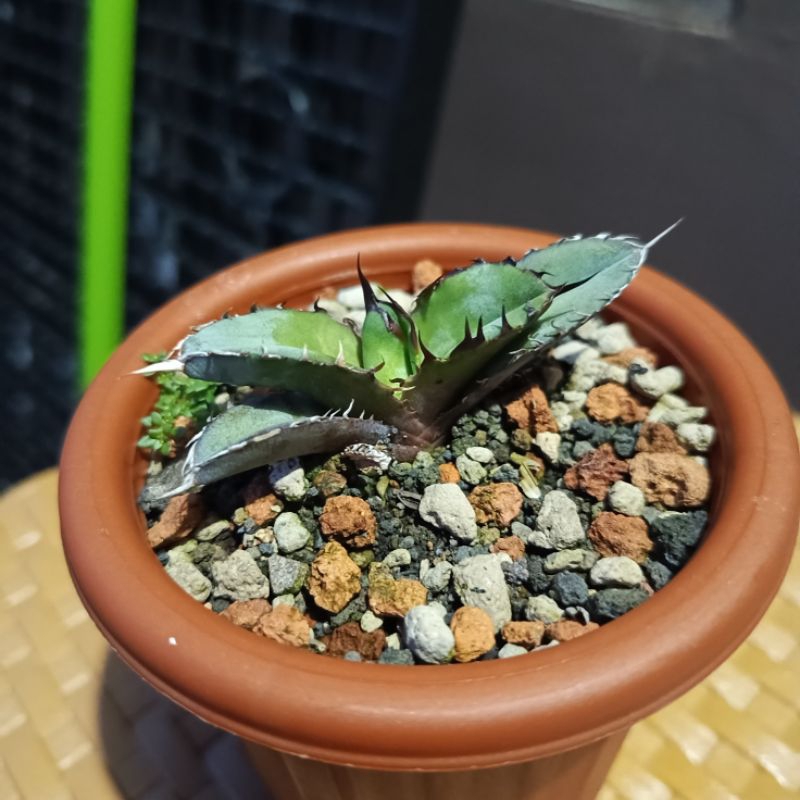 Jual agave titanota blue ball mini size diameter pot 8cm | Shopee Indonesia
