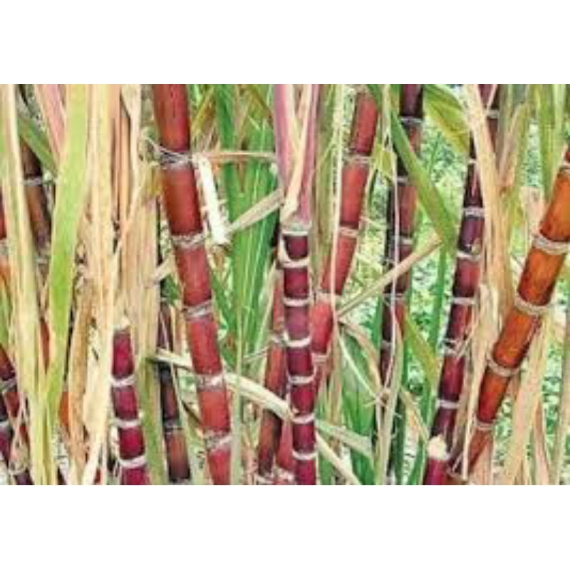 Jual TEBU MANIS/TEBU BATANG | Shopee Indonesia