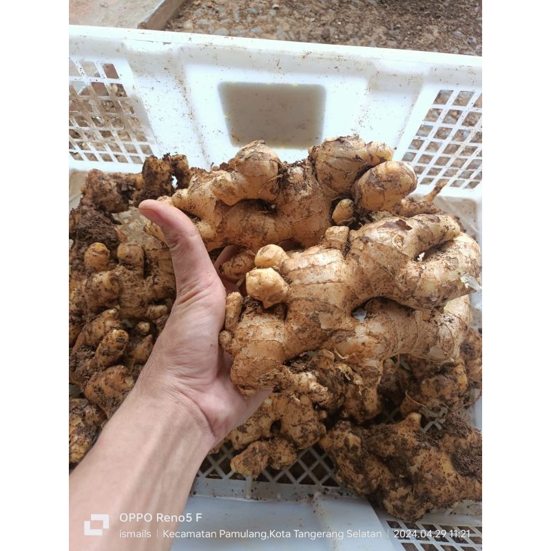 Jual Jahe Gajah / Jahe putih Lokal 1kg | Shopee Indonesia
