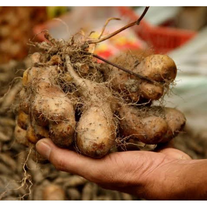 Jual Umbi gembili -ubi gembili makanan tradisional | Shopee Indonesia