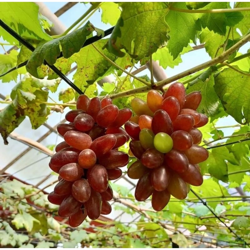 Jual bibit tanaman anggur import baikonur new super valid | 6 bulan ...