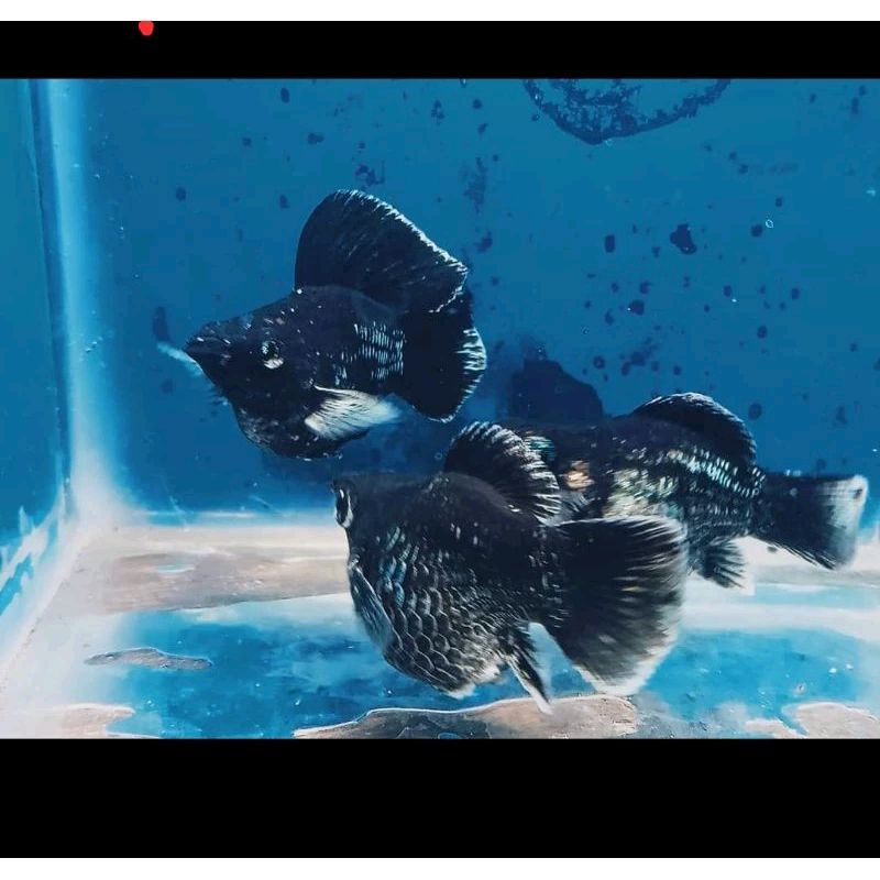 Jual molly blue electric bondol | Shopee Indonesia