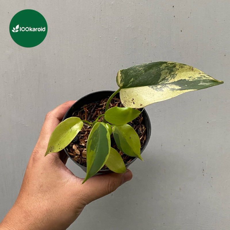 Jual Tanaman Hias Philodendron Violin Varigata / Philo Violin Variegata ...