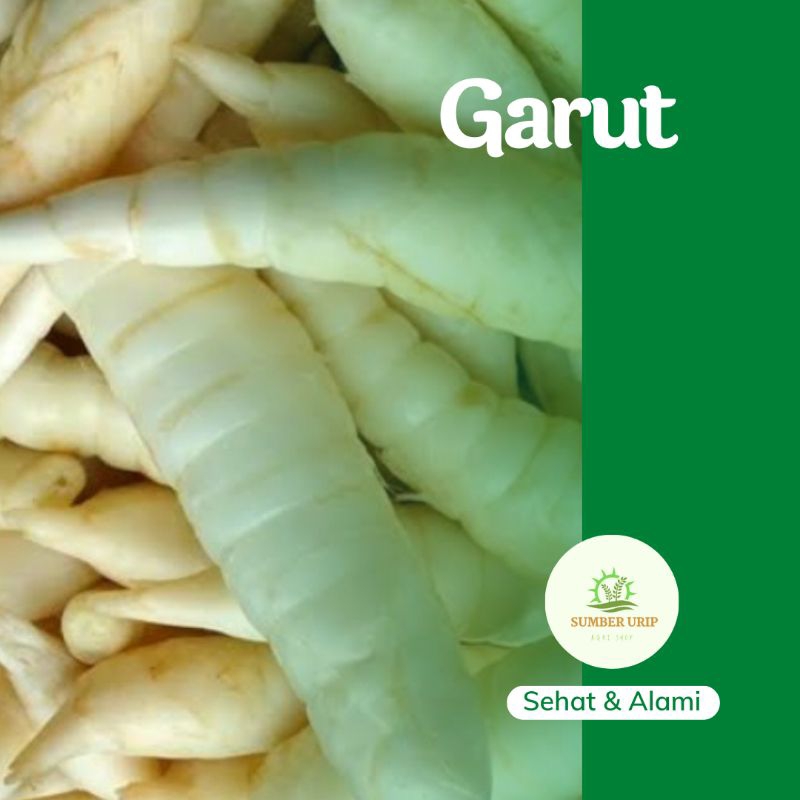 Jual Garut Irut Umbi Segar | Shopee Indonesia