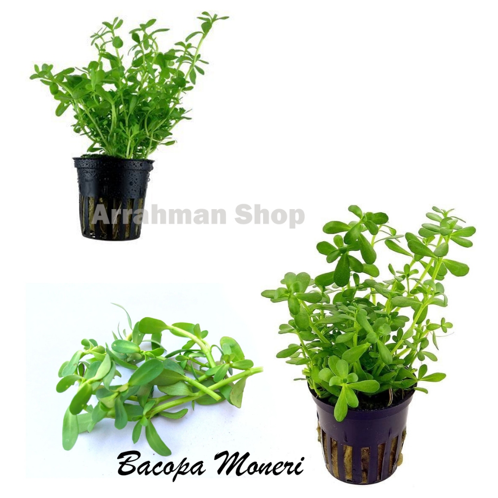 Jual Bacopa moneri - tanaman air aquarium aquascape bocopa monnieri ...