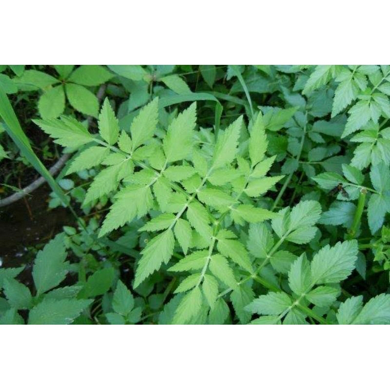 Jual Tanaman Lalapan Tespong | Shopee Indonesia