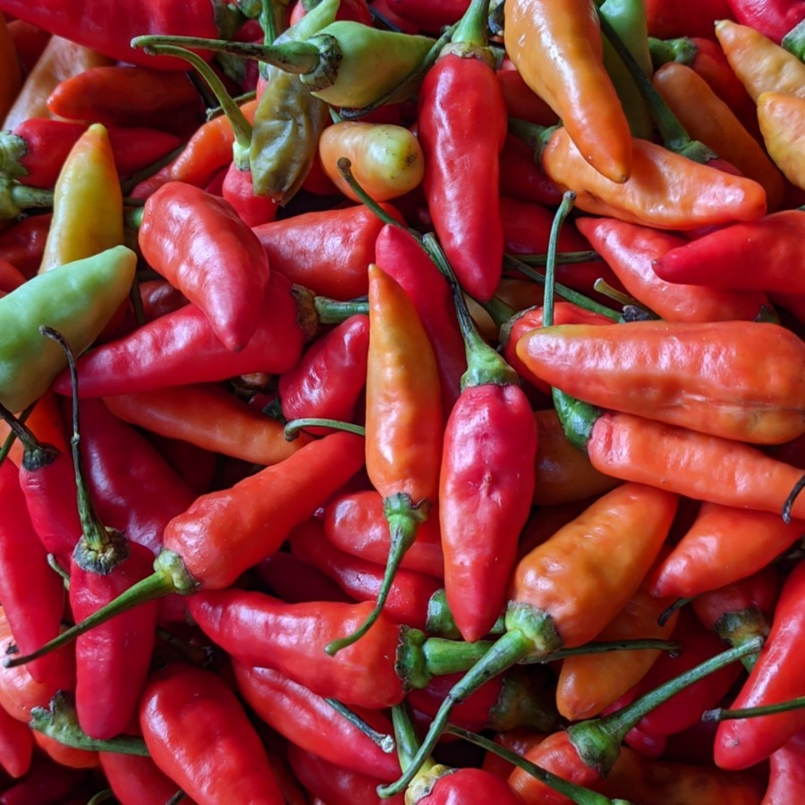 Jual LOLA Langsung Order Langsung Antar Cabai Cabe Rawit Merah ALAMI ...