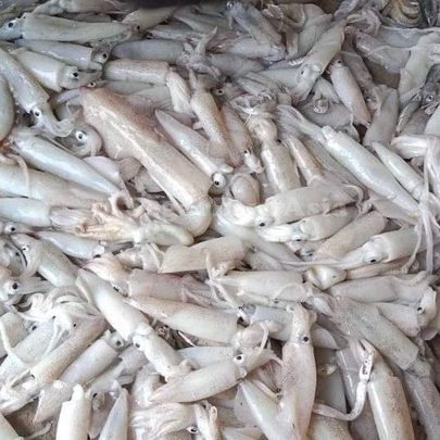 Jual Cumi Segar Cumi Sero Ikan Laut Segar 1Kg | Shopee Indonesia