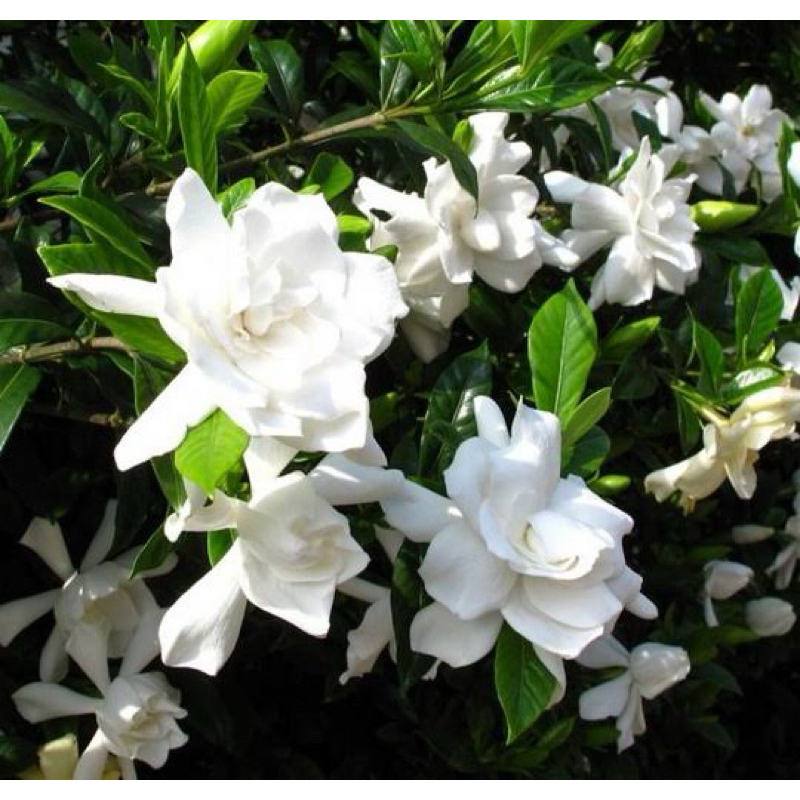 Jual Bunga Kaca piring atau ceplok piring, Gardenia jasminoides bibit ...
