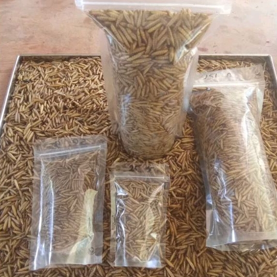 Jual Magot kering maggot kering premium 500gr Dry maggot GreadA+ pakan ...