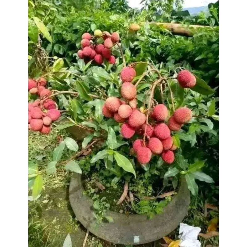 Jual Bibit buah Leci merah tinggi 1 meter hasil cangkok bekas berbuah ...