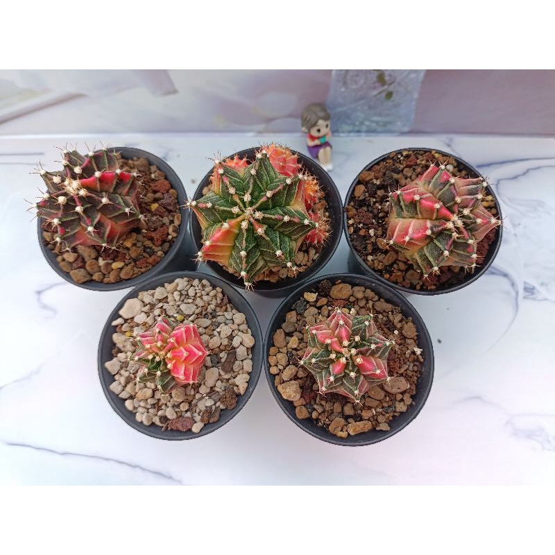 Jual Dapat 5 Kaktus Besar Gymno Miha Starfire Variegata Milo Cactus | Shopee Indonesia