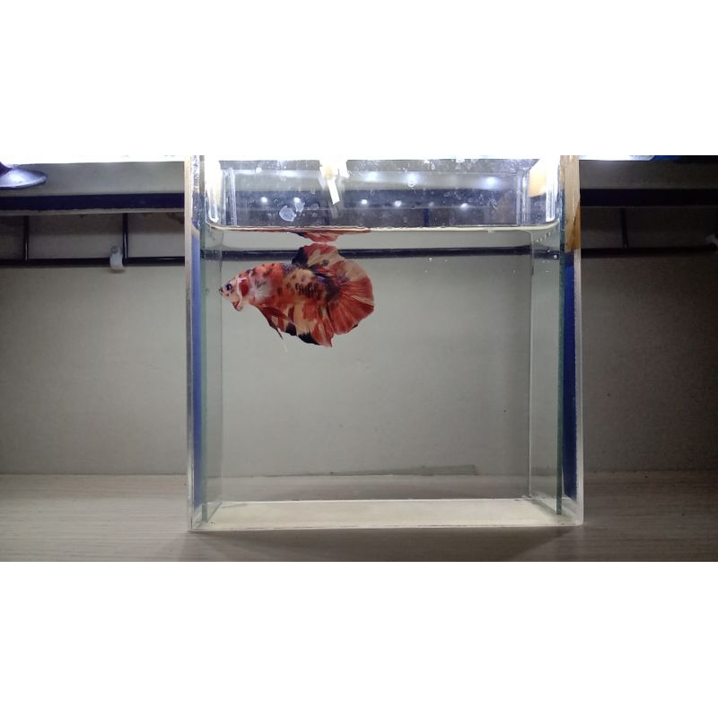 Jual Cupang Giant Multi Nemo BO 5cm+ | Shopee Indonesia