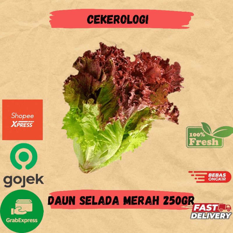 Jual Daun Selada Merah 250gr / Duan Selada Merah Fresh Berkualitas ...