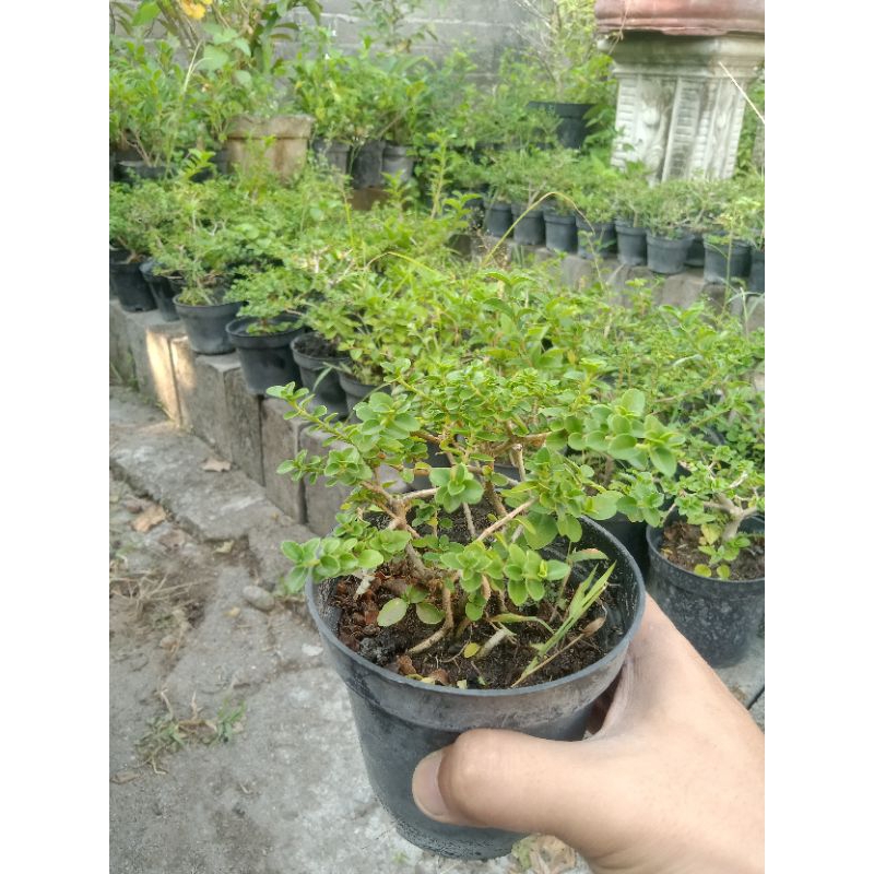 Jual Sancang | Shopee Indonesia