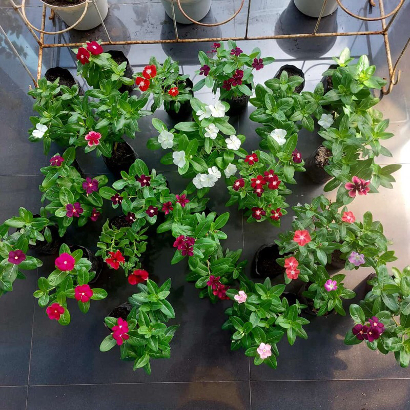 Jual Paket Bunga Vinca | Shopee Indonesia