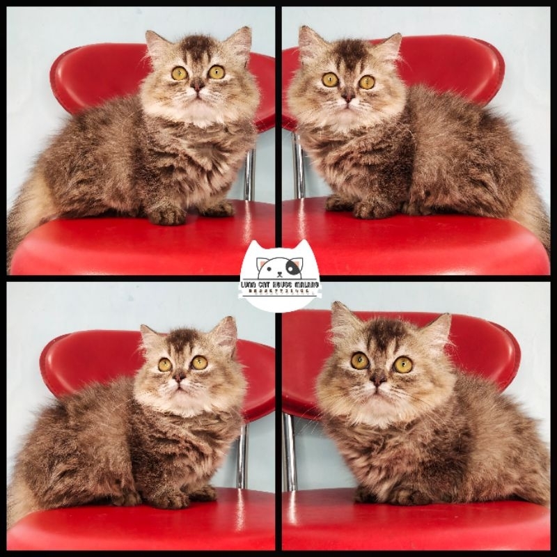 Jual kucing munchkin BLH (British Longhair) | Shopee Indonesia