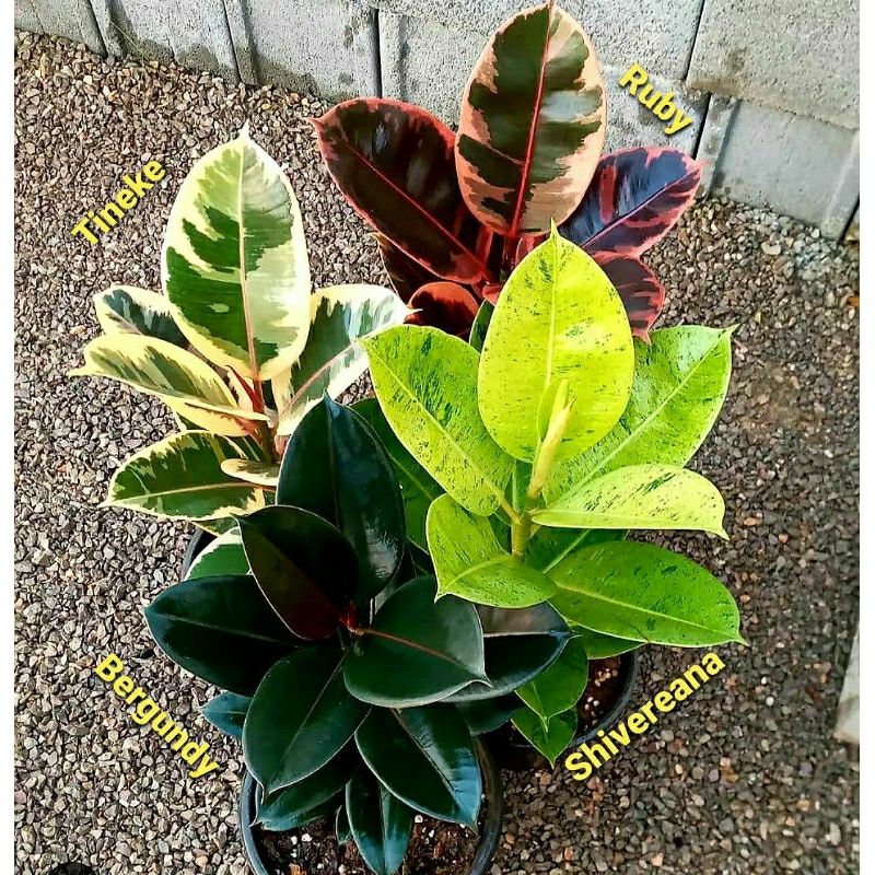 Jual Ficus Elastica Shieverana Ruby Tineke Bergundy Tanaman Hias Indoor ...