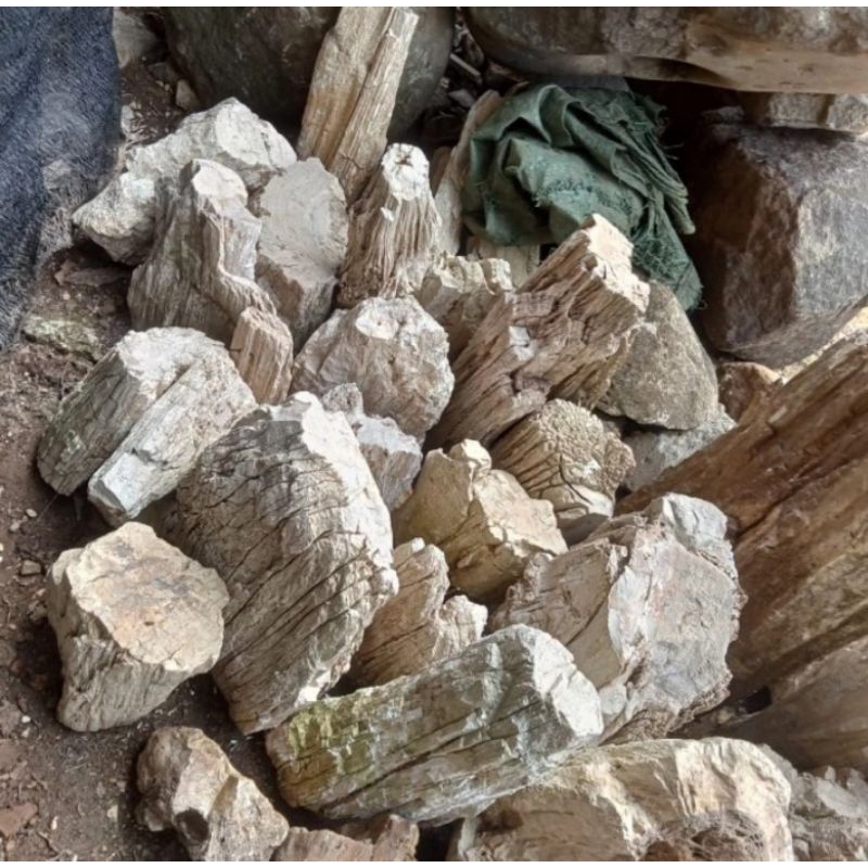 Jual Batu forsil, batu sungai taman Dengan berbagai jenis bentuk dan ...