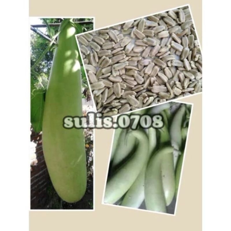 Jual isi 130 biji-Benih BARU LABU PUTIH PANJANG | Benih LODRONG, Labu ...