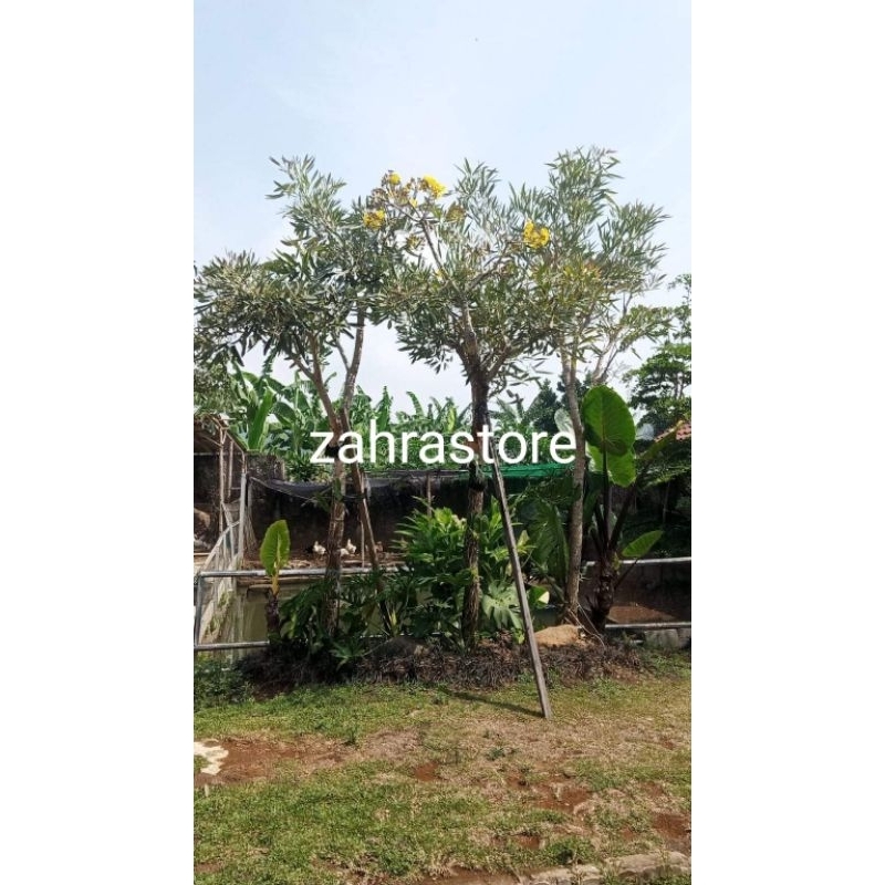 Jual Pohon tabebuya bunga kuning besar/pohon pelindung | Shopee Indonesia