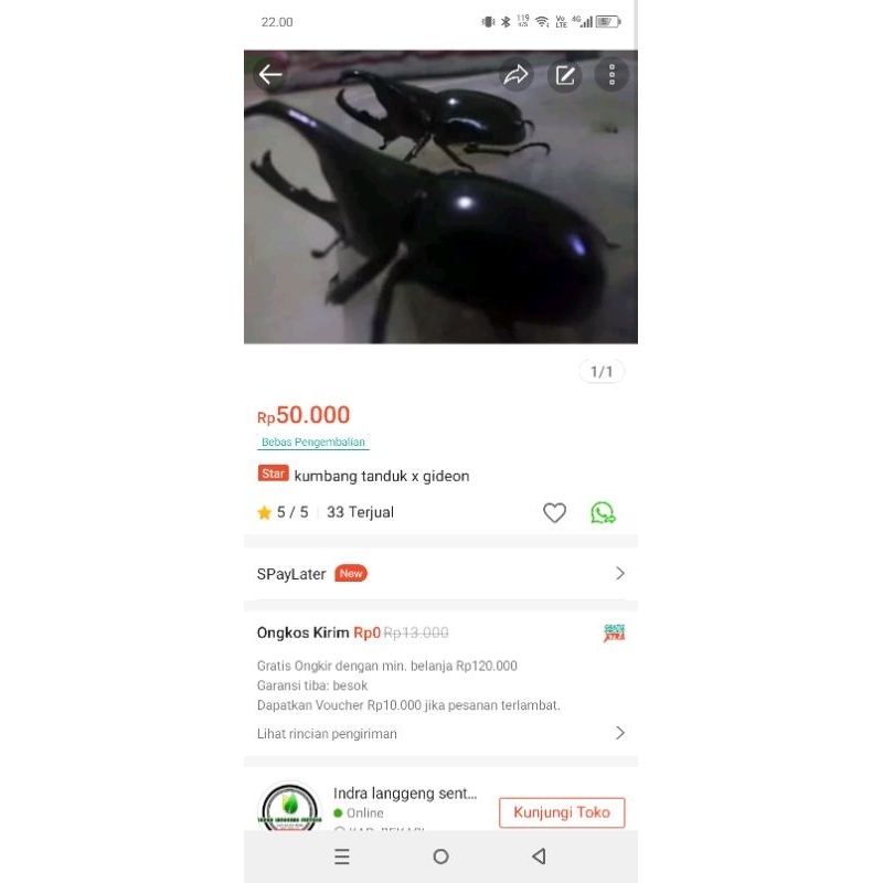 Jual kumbang tanduk x gideon besar | Shopee Indonesia