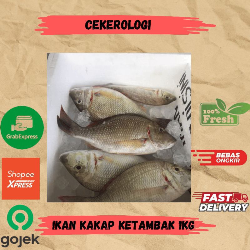 Jual Ikan Kakap Ketambak 1kg / Ikan Kakap Ketambak / Ikan Kakap ...